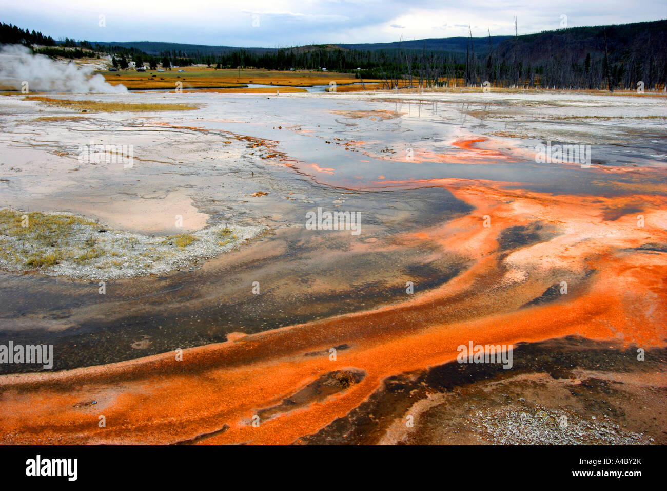 bacteria mats, midway geyser basin, yellowstone national park, wyoming ...