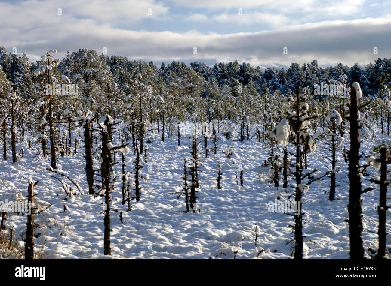 Caledonian Scots Pine Woods Stock Photo - Alamy