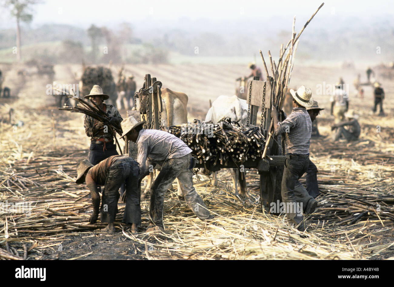 sugar cane workers in a field Stock Photo - Alamy