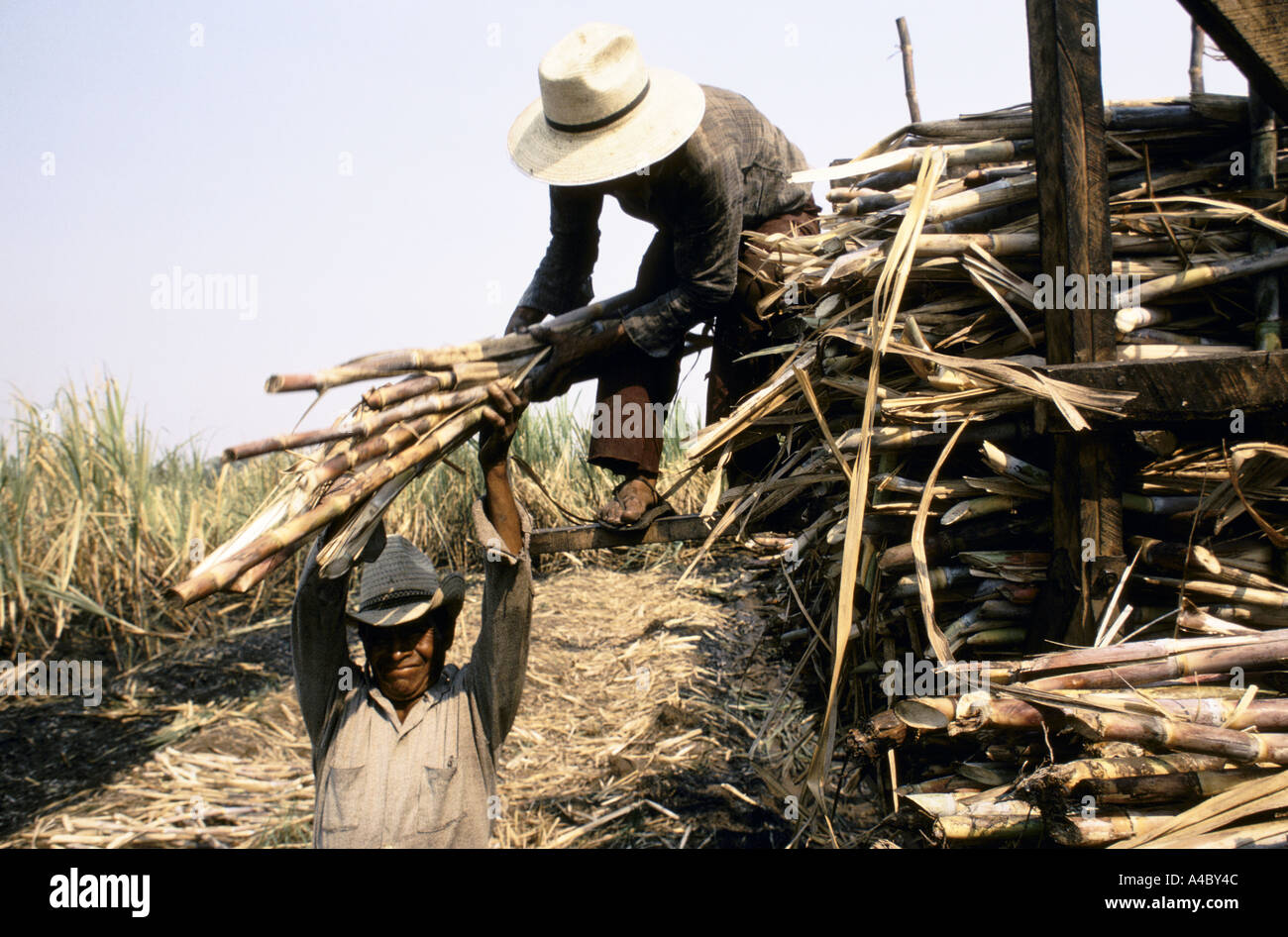 sugar cane workers loading the back of a truck Stock Photo - Alamy