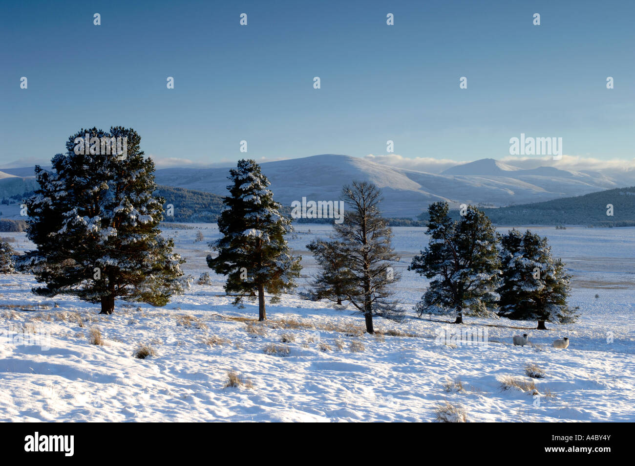 Dorback High Resolution Stock Photography and Images - Alamy