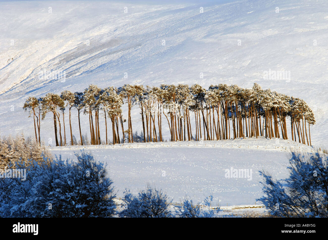 Pinewood in Winter Stock Photo - Alamy