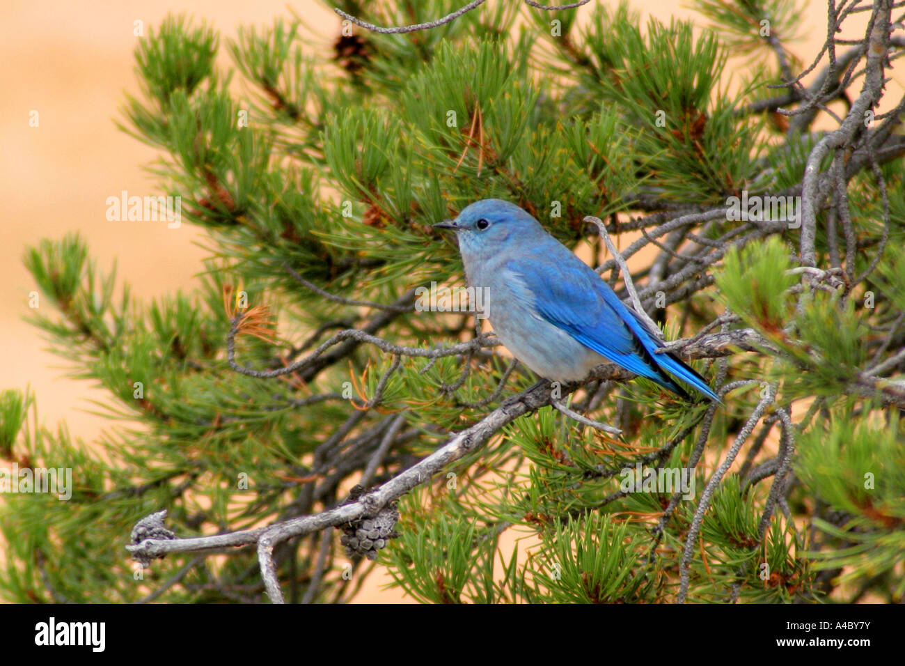 mountain blue bird, yellowstone national park, wyoming Stock Photo - Alamy