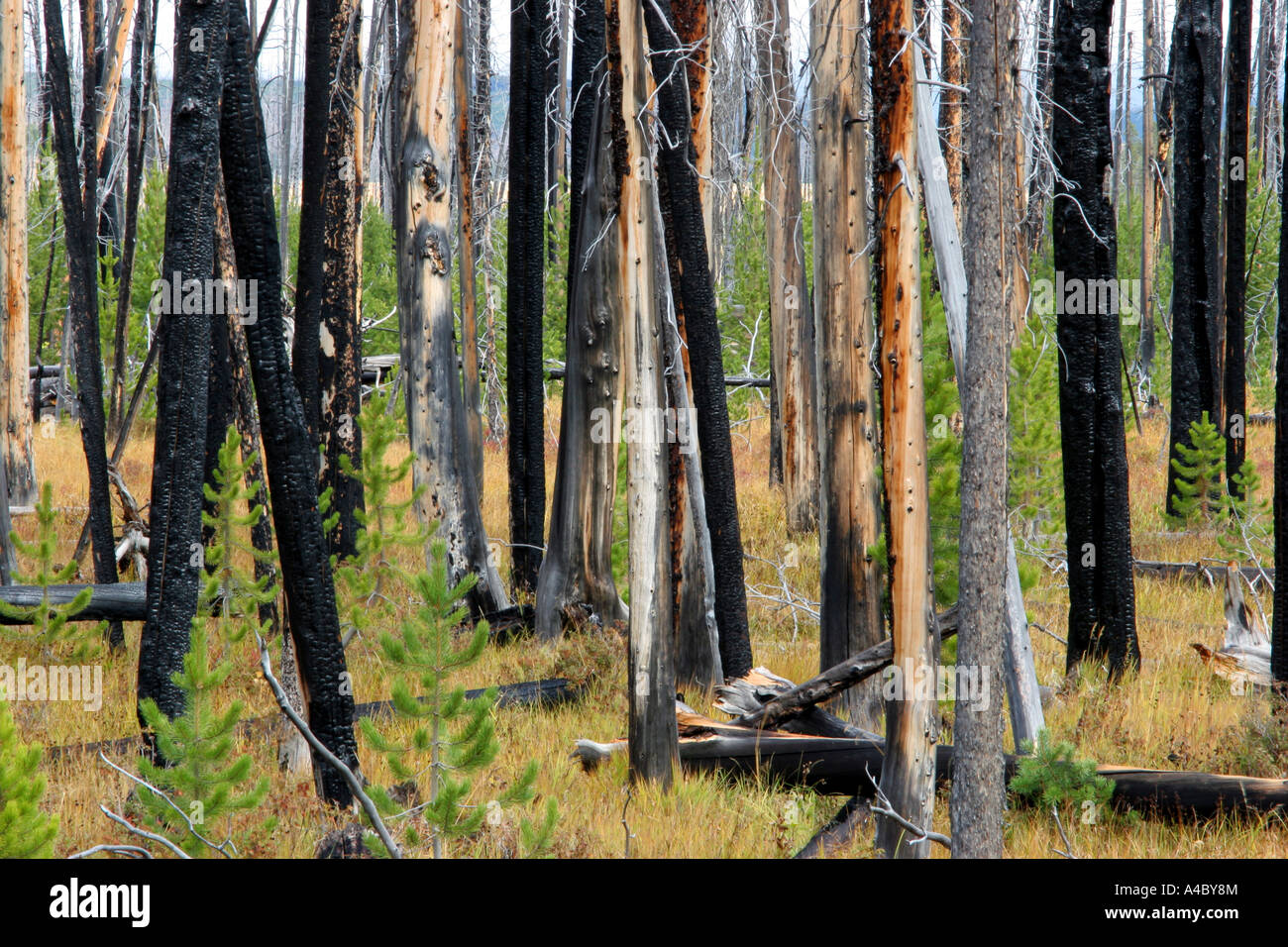 burnt forest, yellowstone national park, wyoming Stock Photo - Alamy