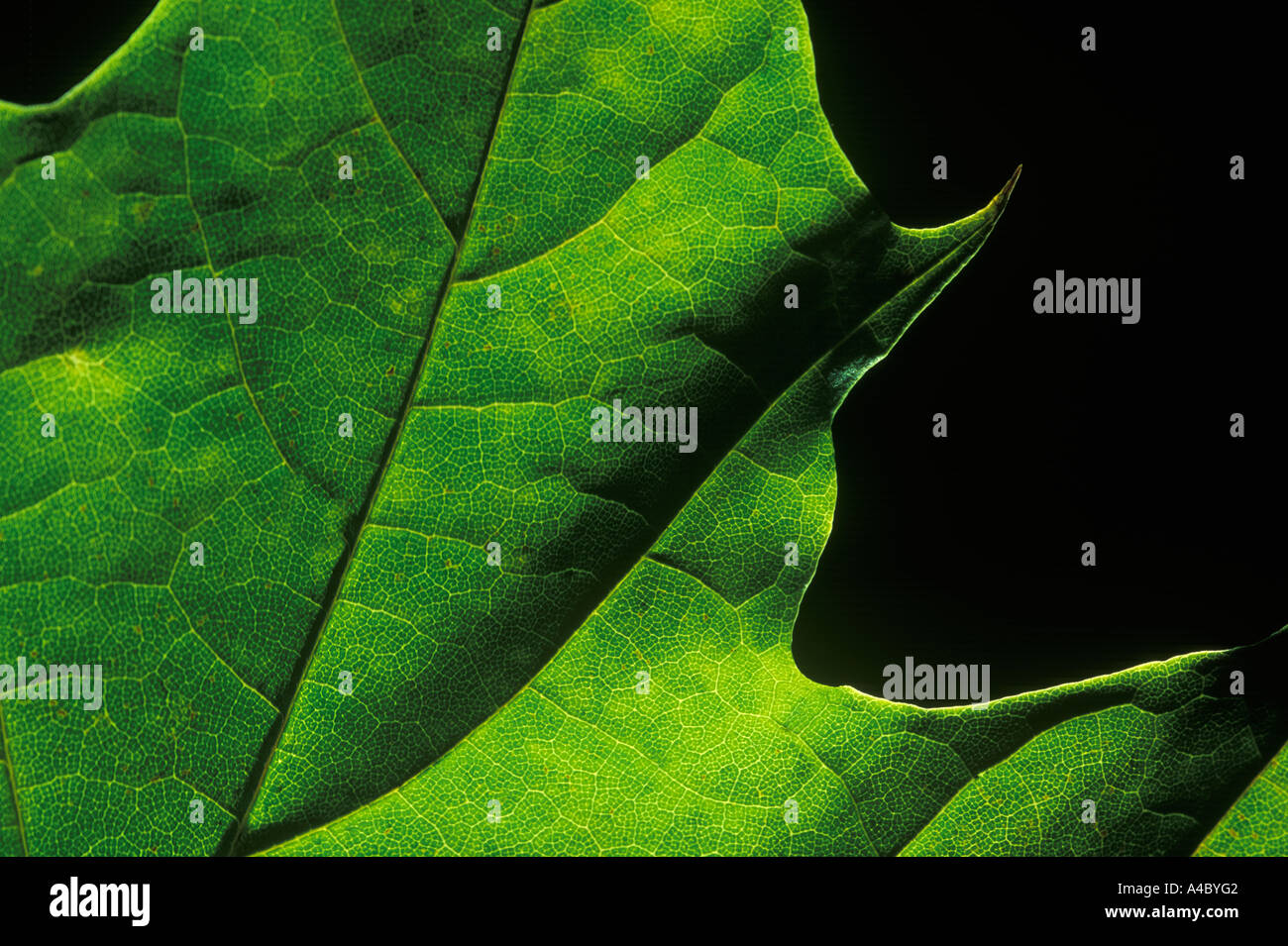 Photo of green leaf hi-res stock photography and images - Alamy
