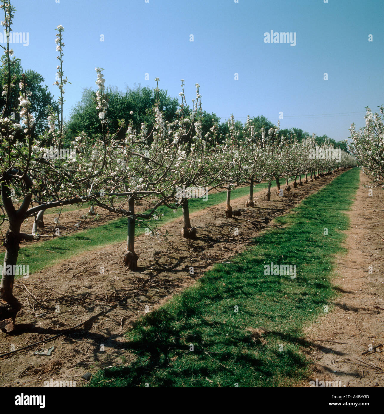 The flowering orchard hi-res stock photography and images - Alamy