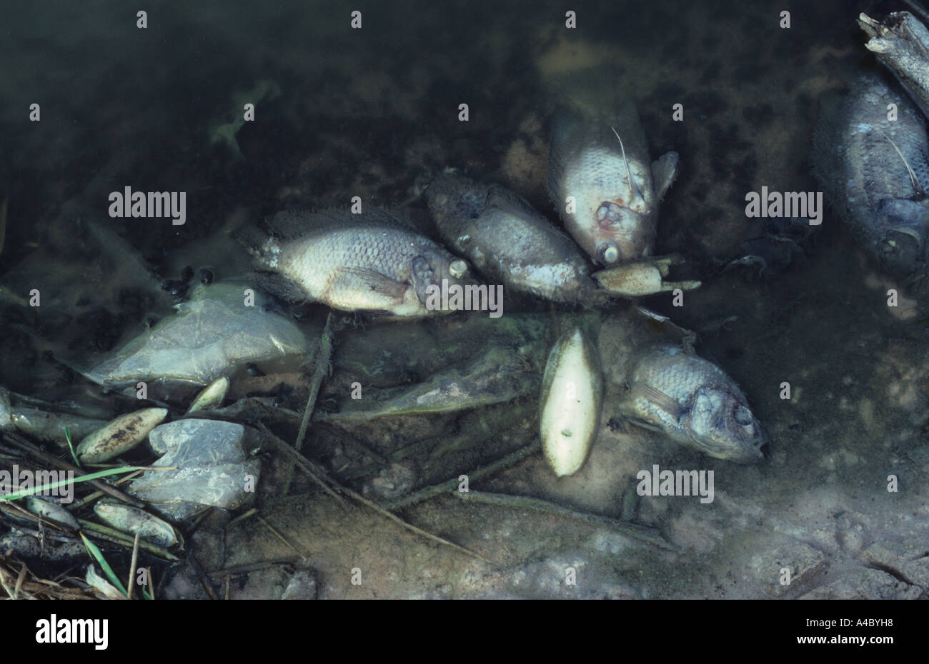 Water pollution dead fish hi-res stock photography and images - Alamy