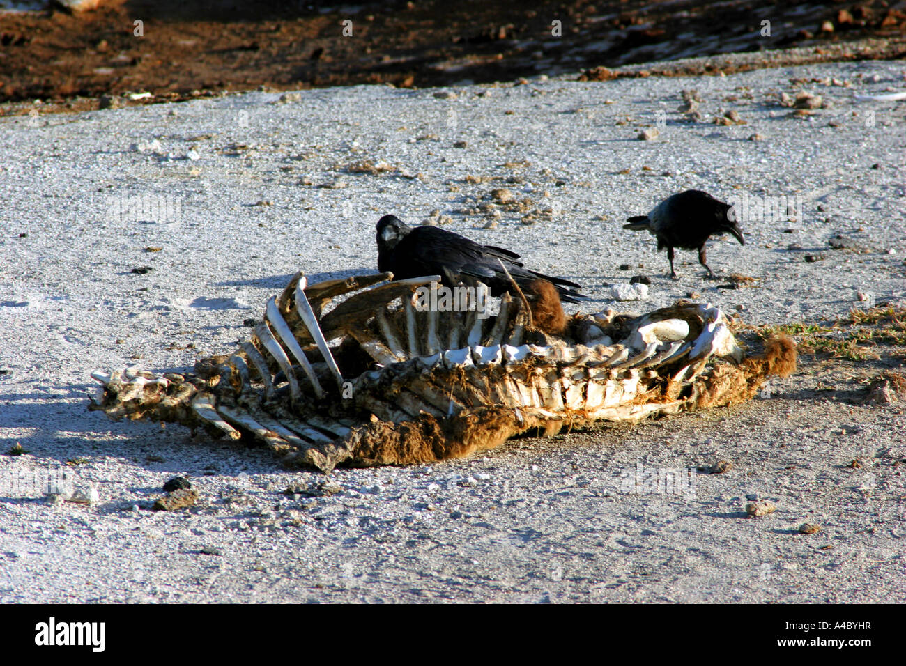 ravens feeding on elk carcass near old faithful geyser, yellowstone ...