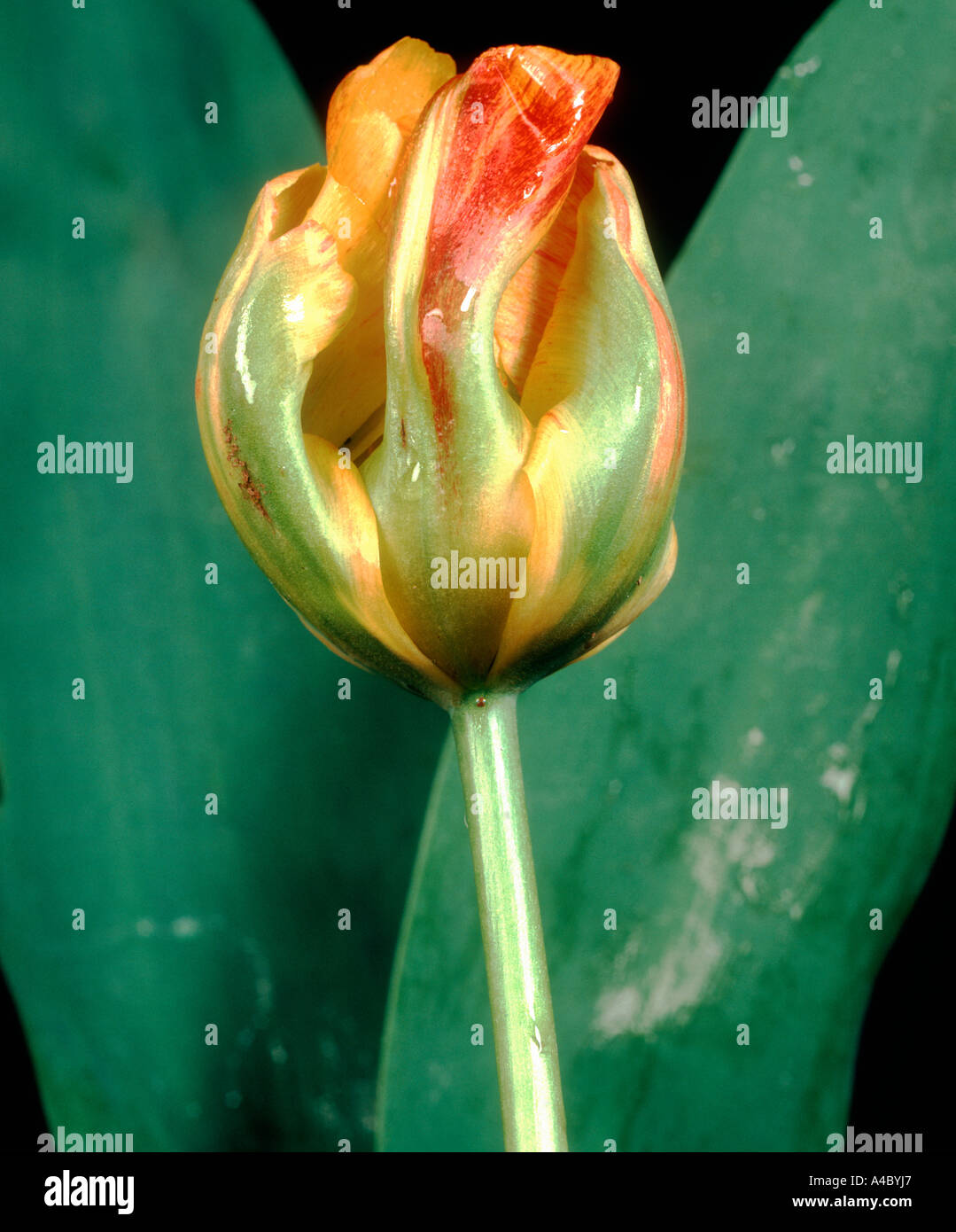 Tulip virus hi-res stock photography and images - Alamy