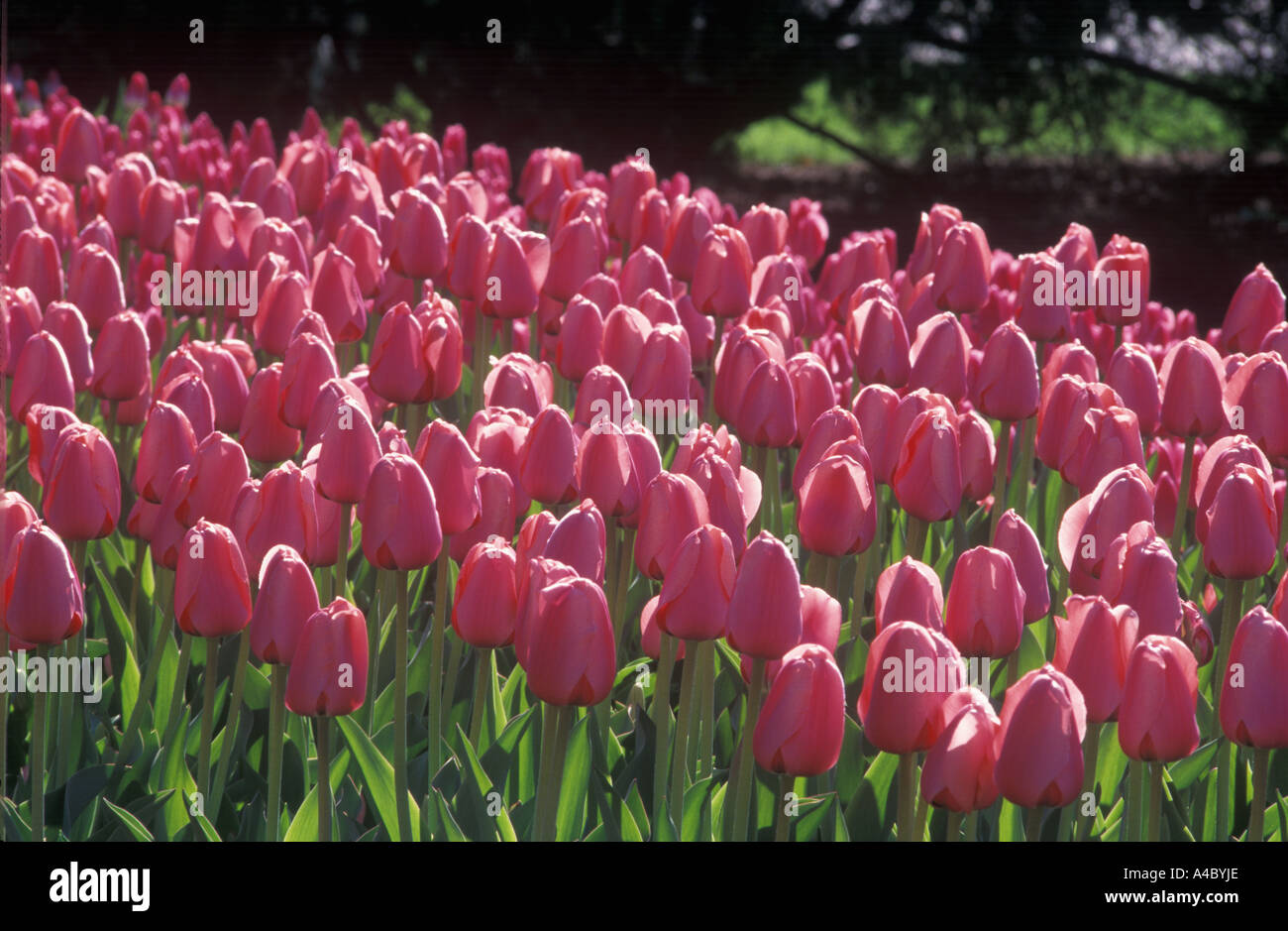 Populous genus hi-res stock photography and images - Alamy