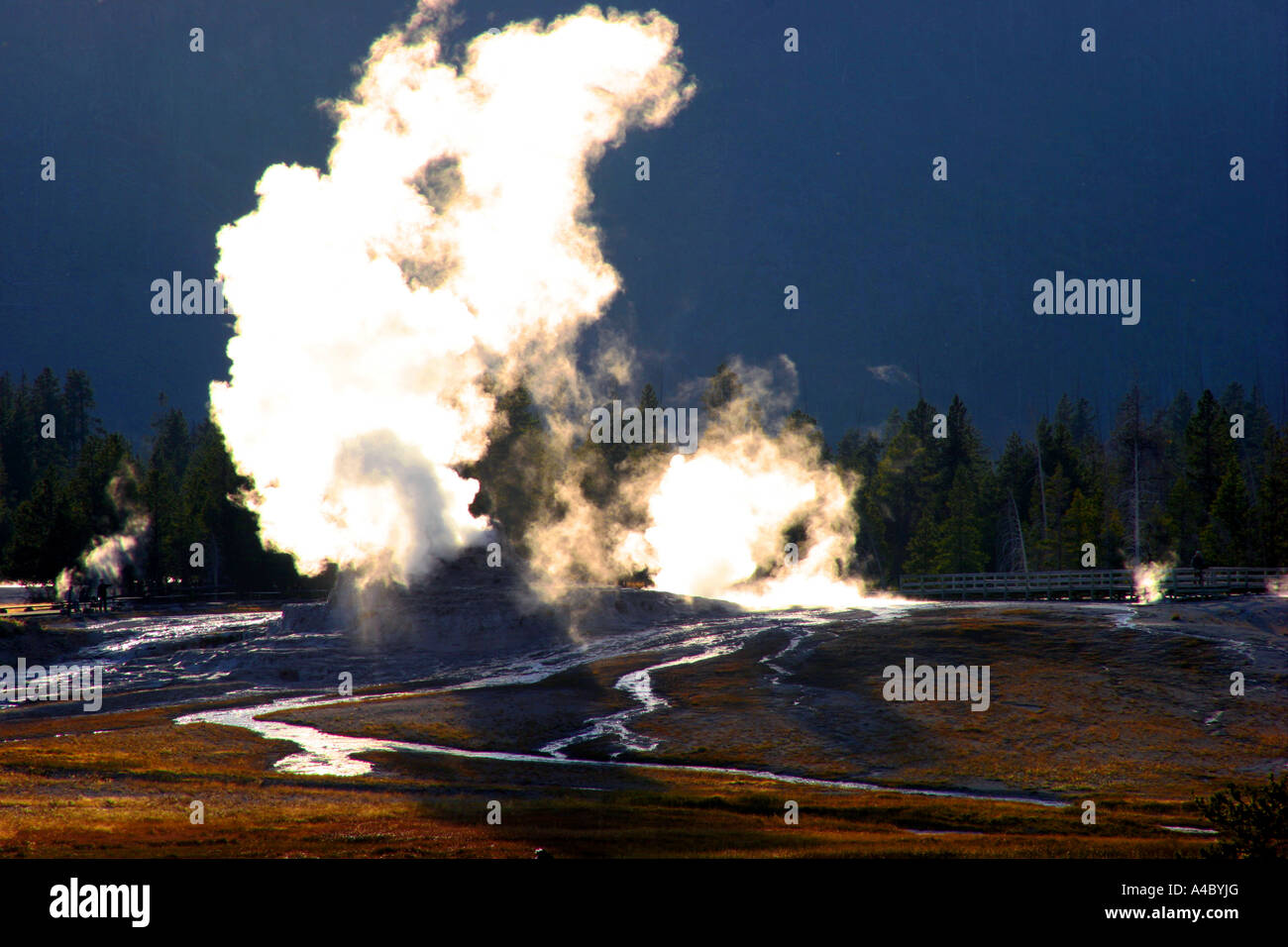 castle geyser at sunset, old faithful geyser area, yellowstone national ...