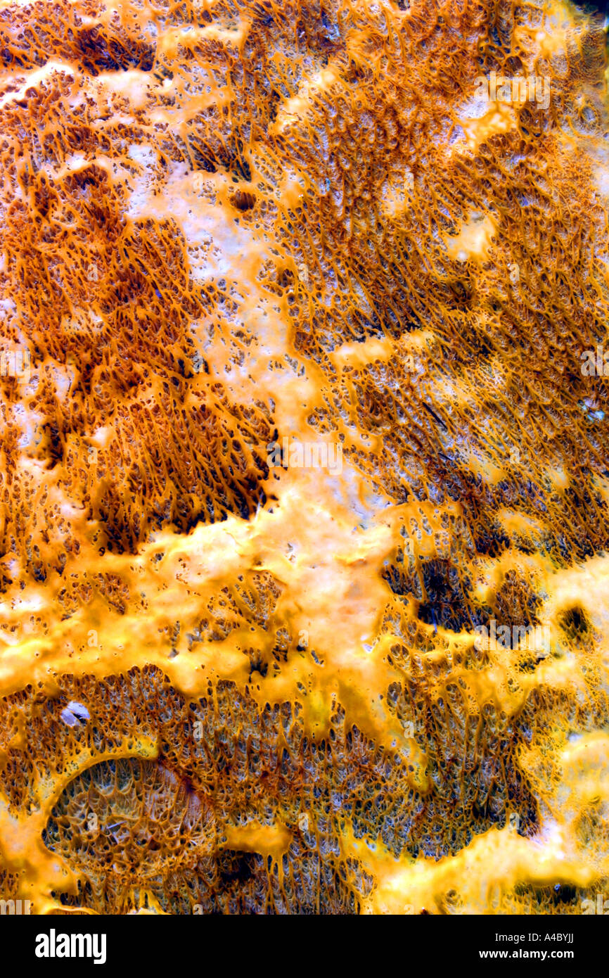 bacteria mats, old faithful geyser area, yellowstone national park ...