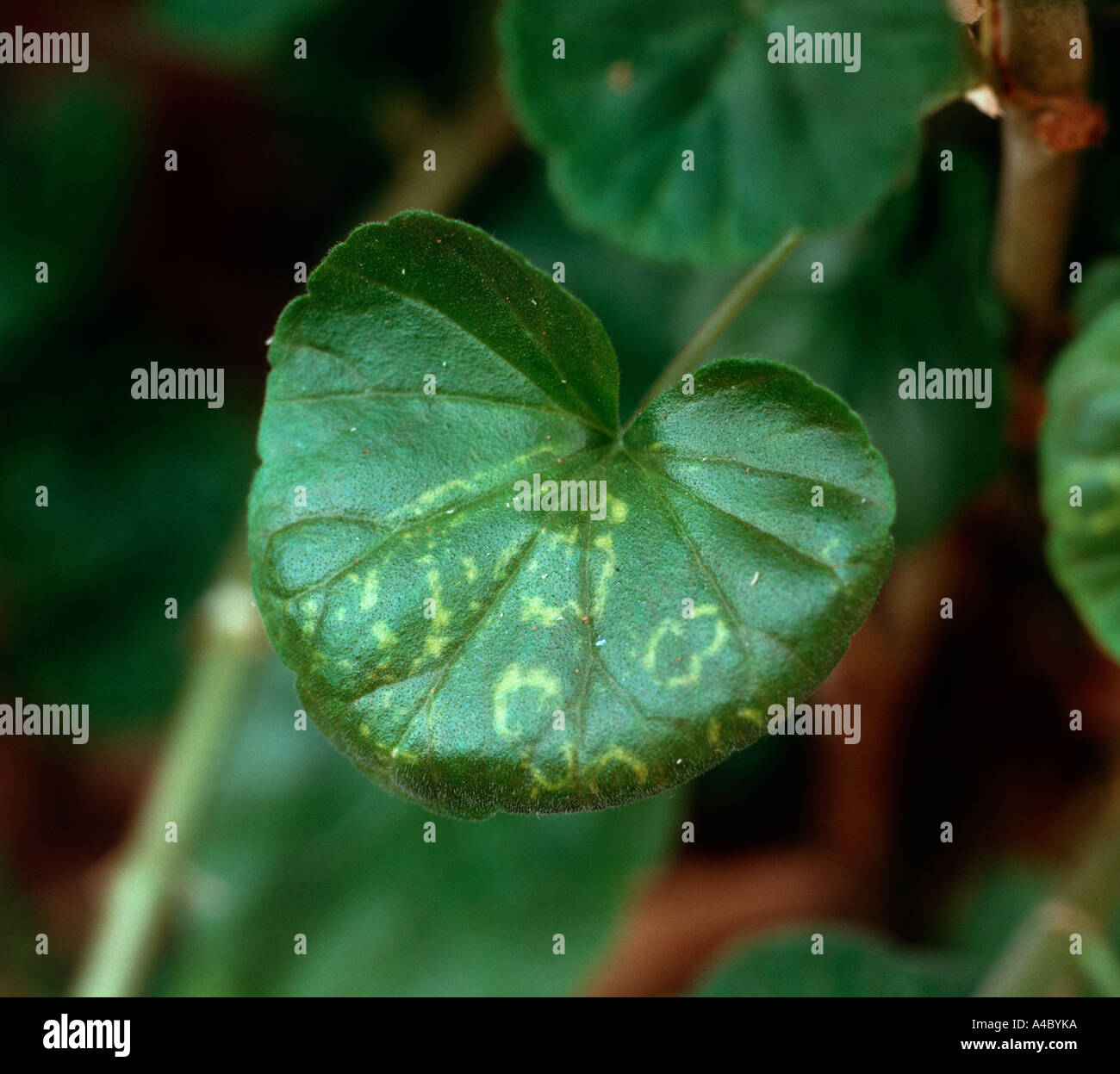 Ring spot disease hi-res stock photography and images - Alamy