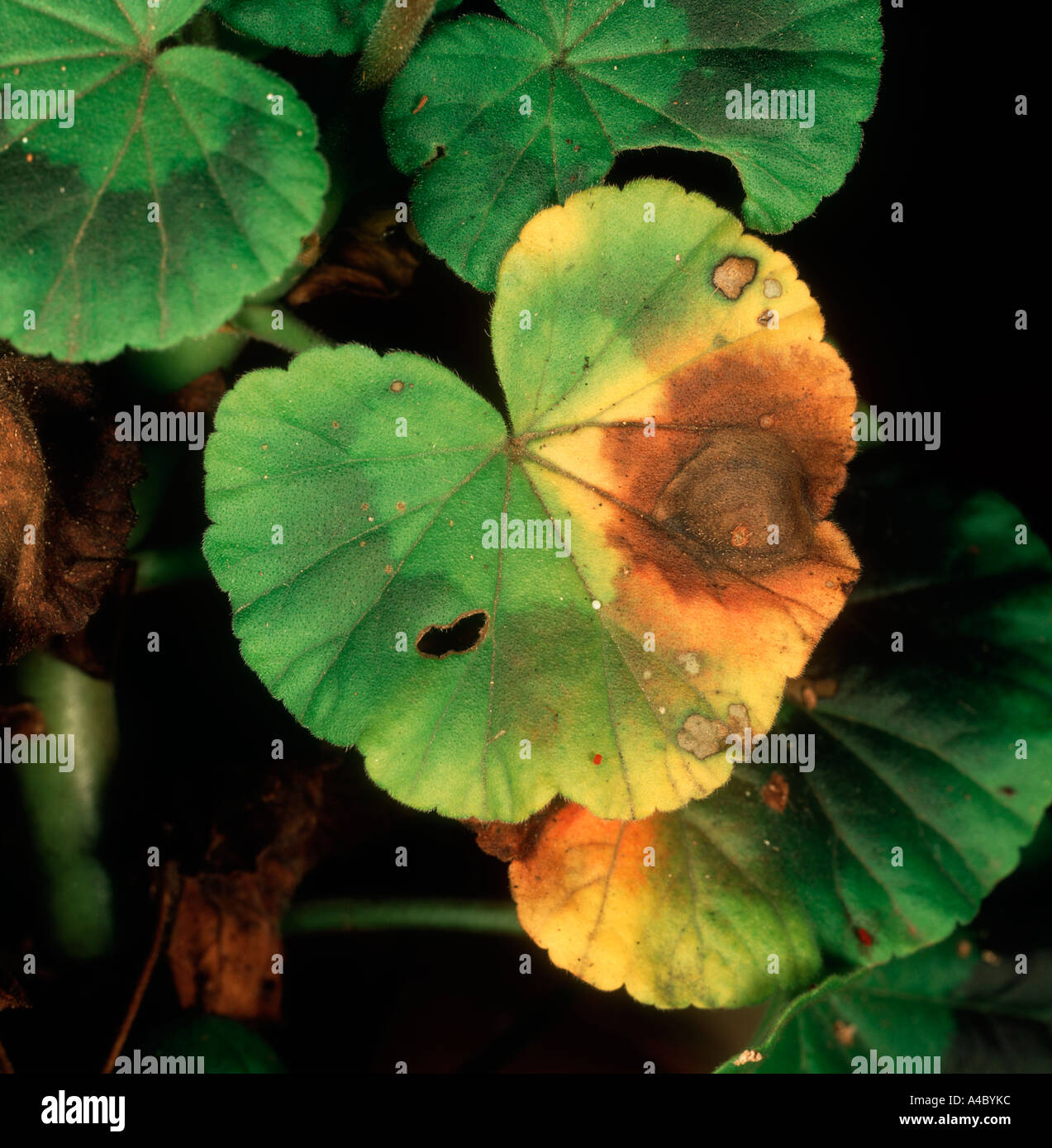 Botrytis leaf spot Botrytis cinerea on a zonal Pelargonium Stock Photo ...