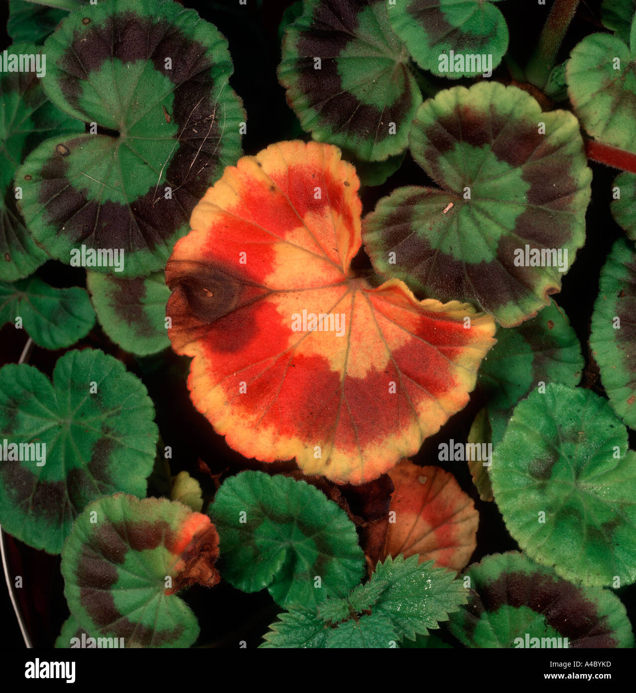 Botrytis leaf spot Botrytis cinerea on a zonal Pelargonium Stock Photo ...