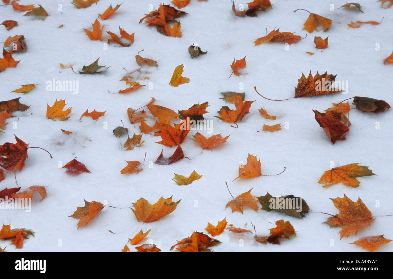 Autumn leaves fallen on the snow after an early snowstorm. Winter ...