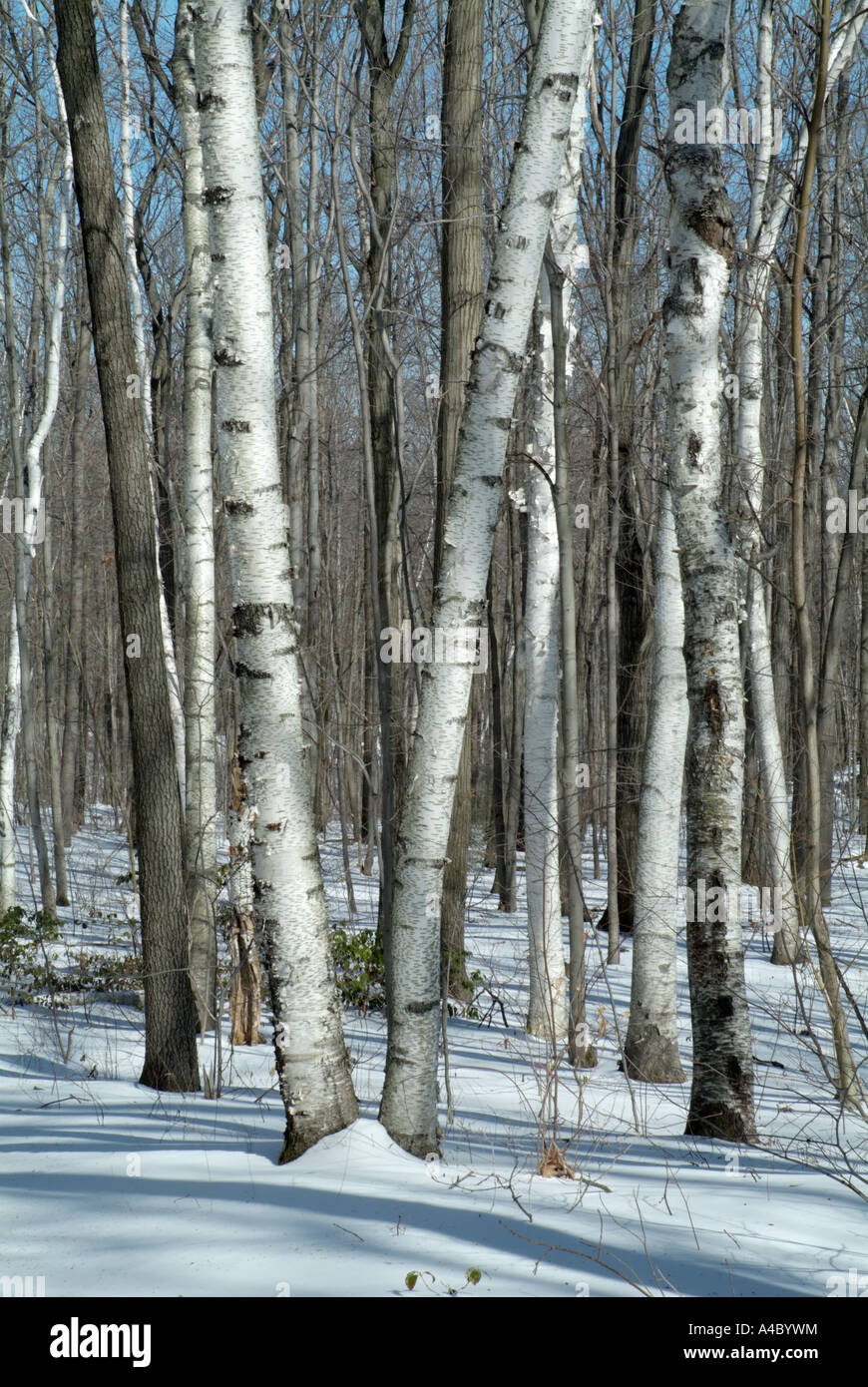 Birch tree forest in New England USA Stock Photo - Alamy