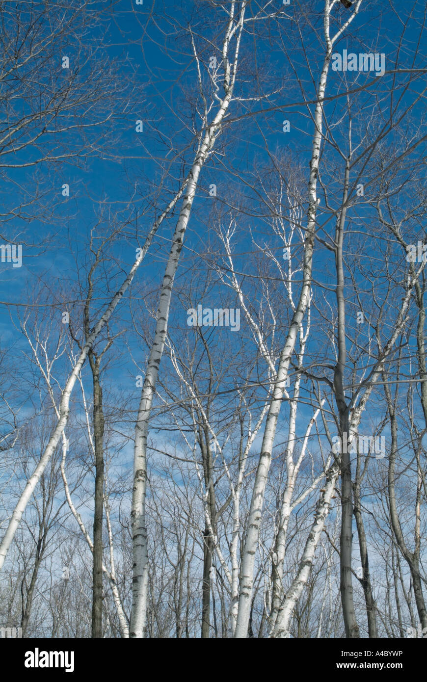 Birch tree forest in New England USA Stock Photo - Alamy
