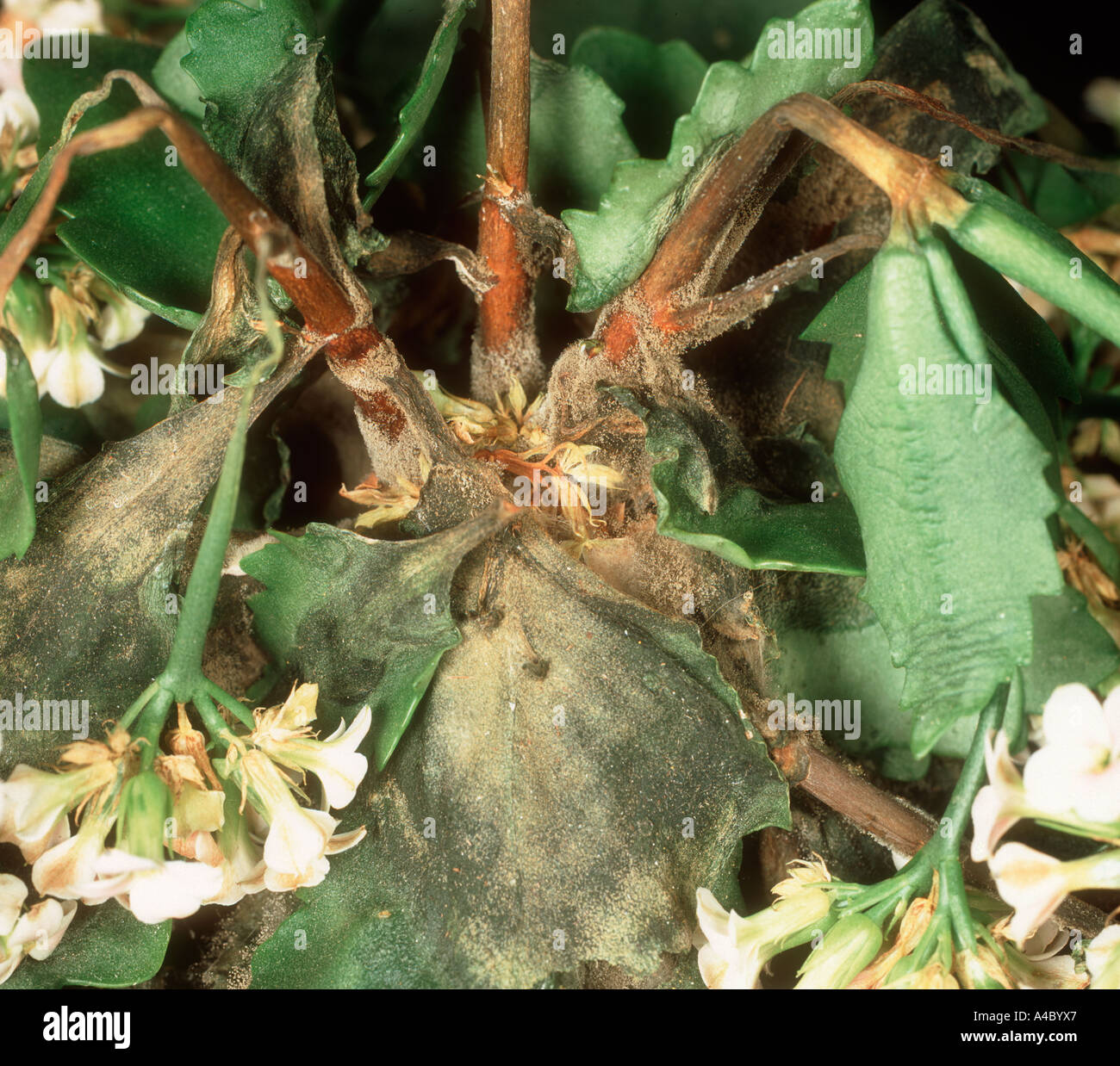 Grey mould Botrytis cinerea damaging pot plant Kalanchoe Stock Photo ...