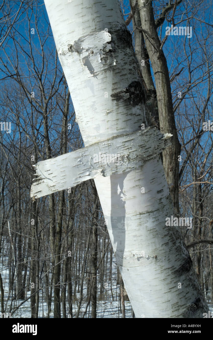 Birch tree forest in New England USA Stock Photo - Alamy