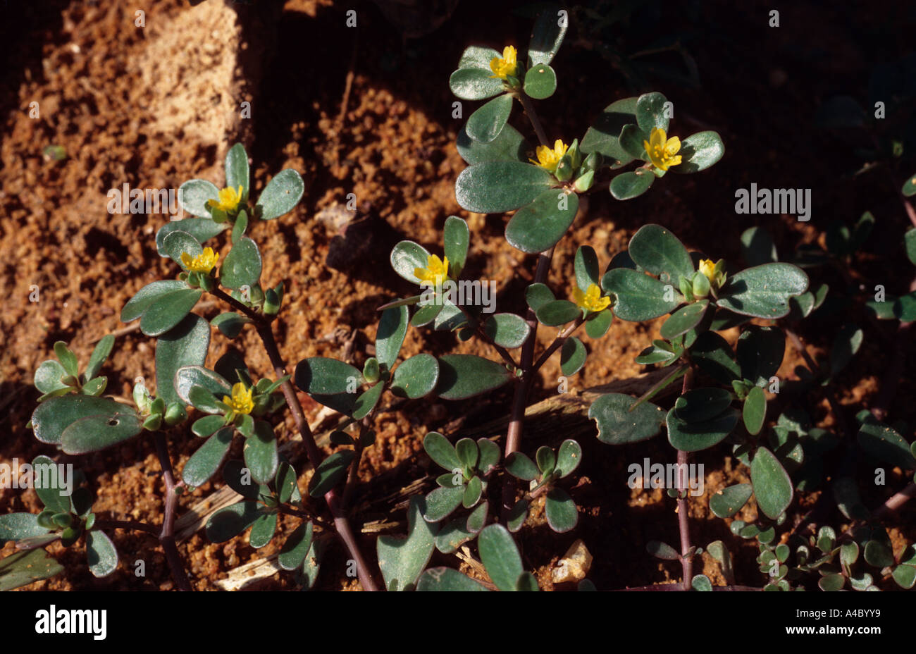 Purslane Portulaca oleraceae in flower Stock Photo - Alamy