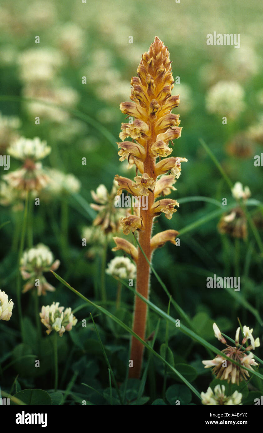 Common Broomrape Orobanche minor Stock Photo - Alamy