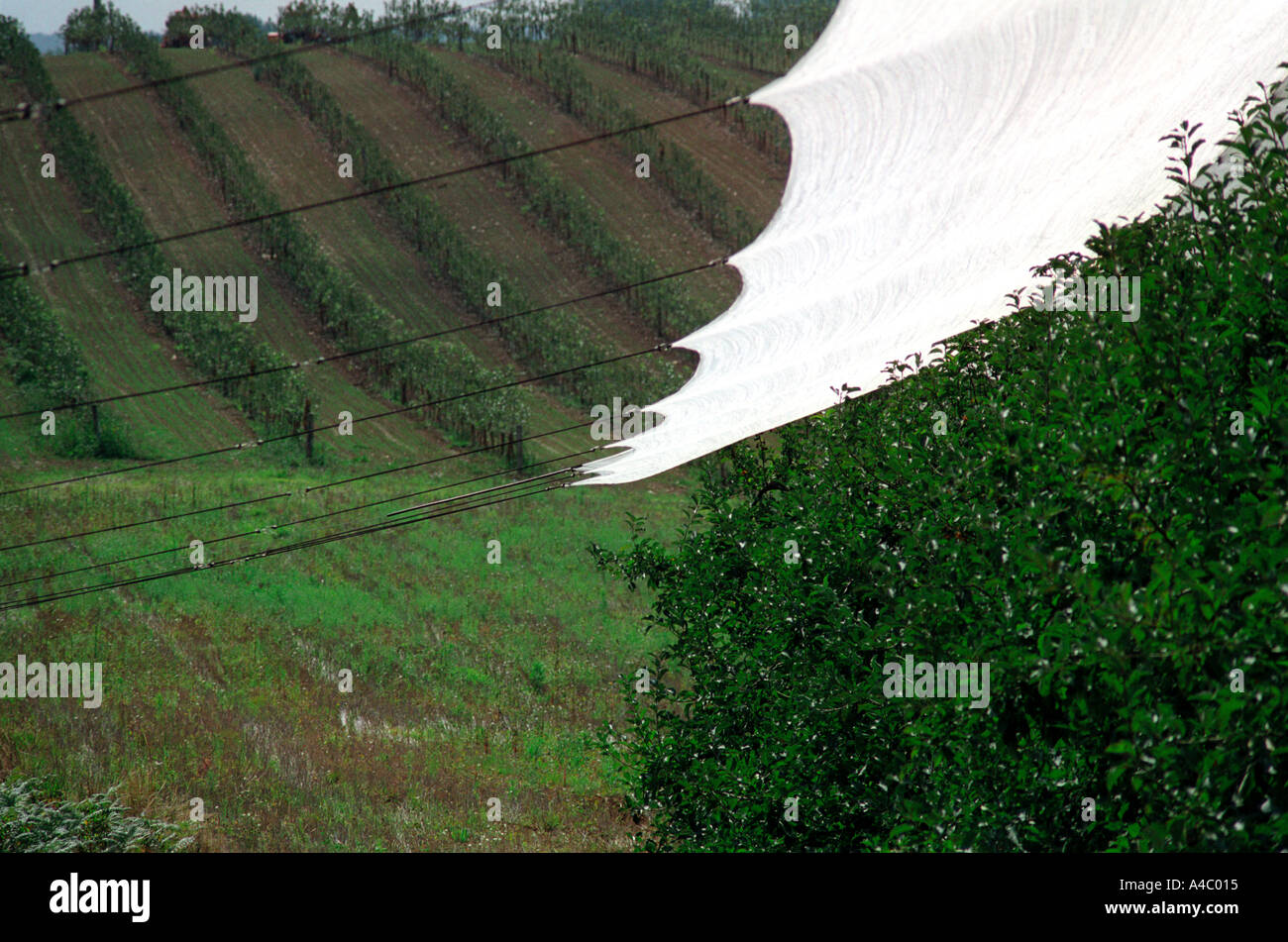 4 segments Apple crop canopy overhead rows of apples in distance and ...