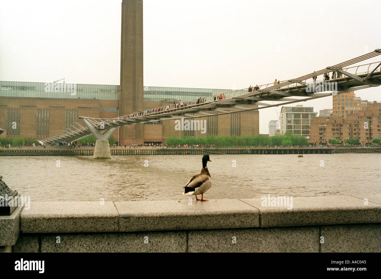 Wobbly duck looking at wobbly millennium bridge in London Stock Photo ...