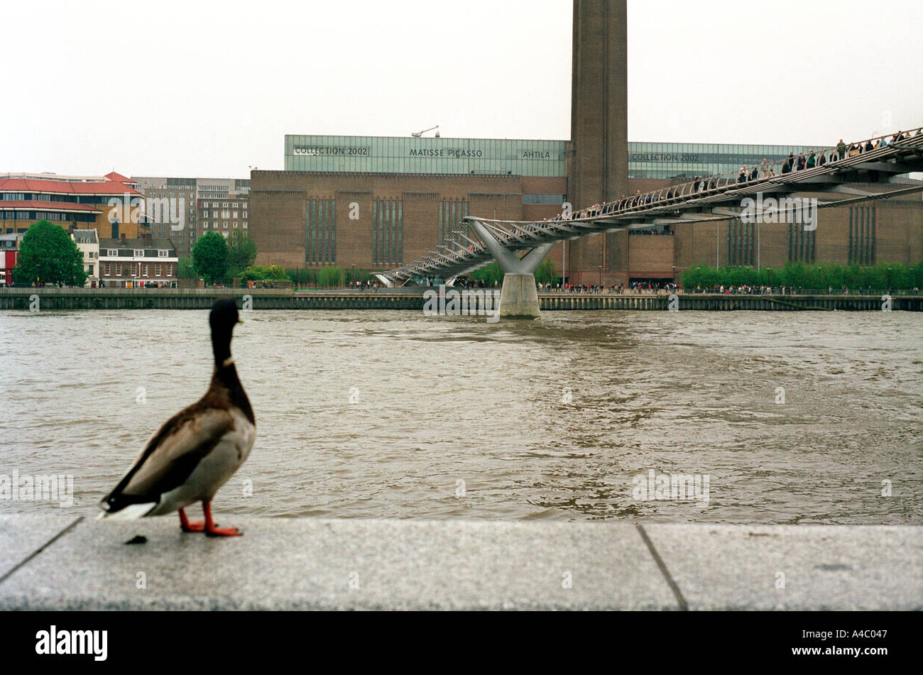 Wobbly duck looking at wobbly millennium bridge in London close up ...