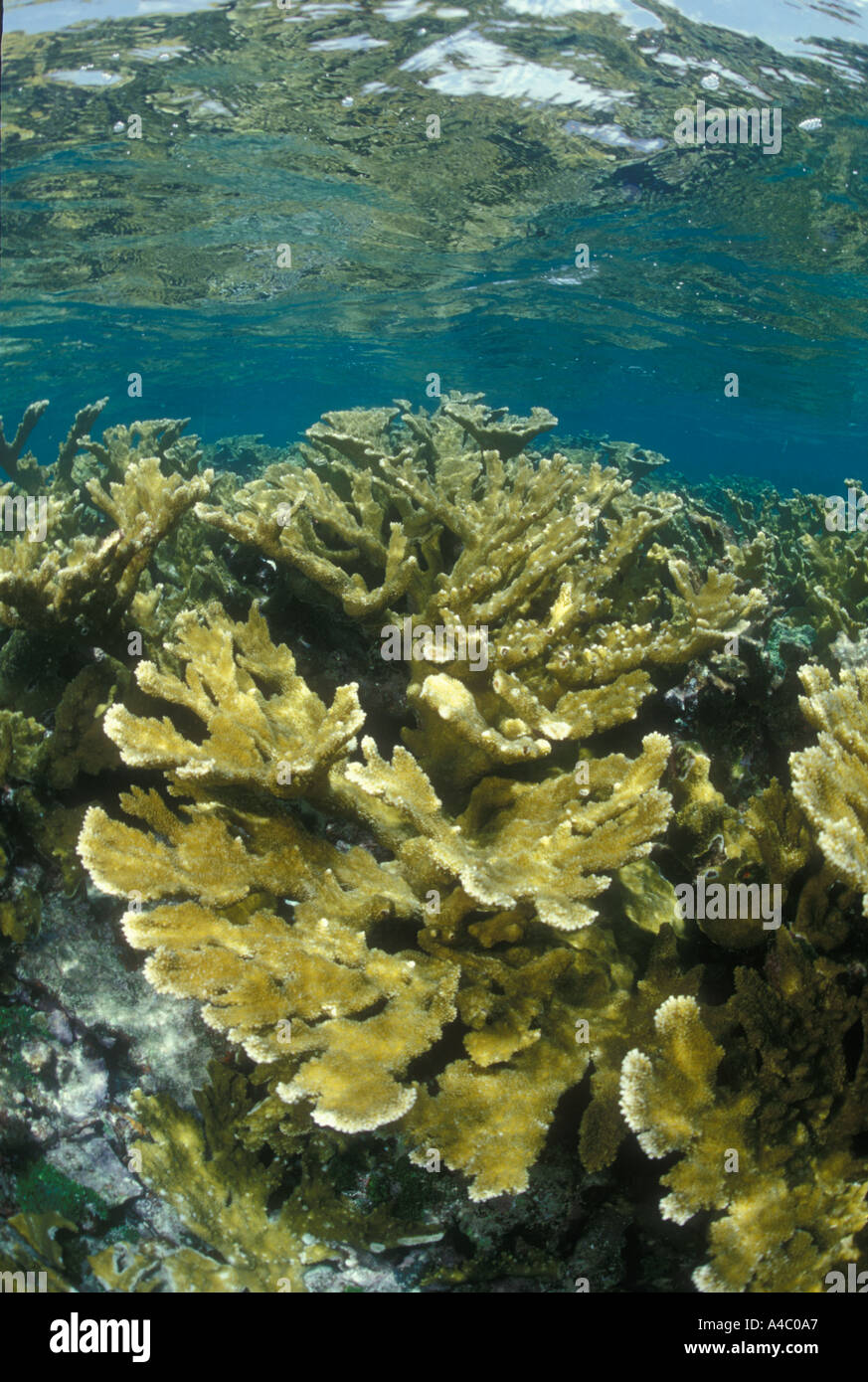 Coral reefs florida keys hi-res stock photography and images - Alamy