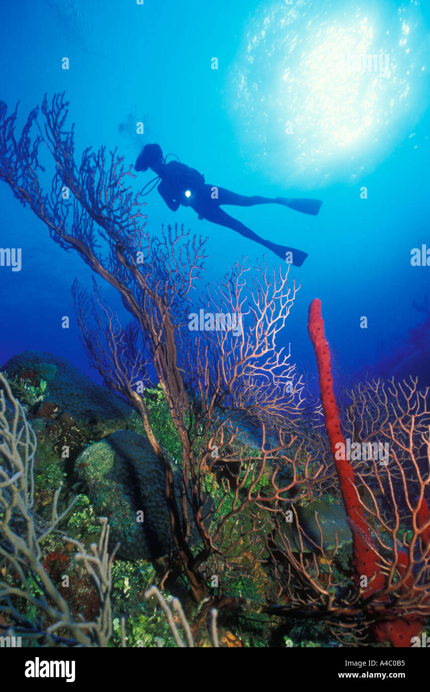 SILHOUETTE OF DIVER BEHIND A VARIETY OF MARINE LIFE IN THE BAHAMAS ...