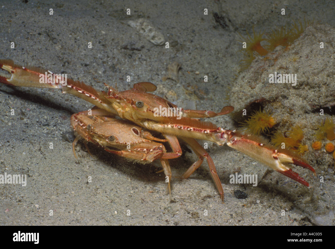 MATING BEHAVIOR OF OCELLATE SWIMMING CRAB PORTUNUS SEBAE Stock Photo ...