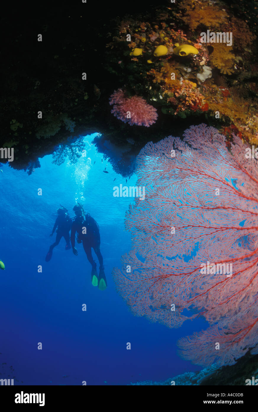 DIVERS AND LARGE SEA FAN AT REEF OPENING FIJI Stock Photo - Alamy