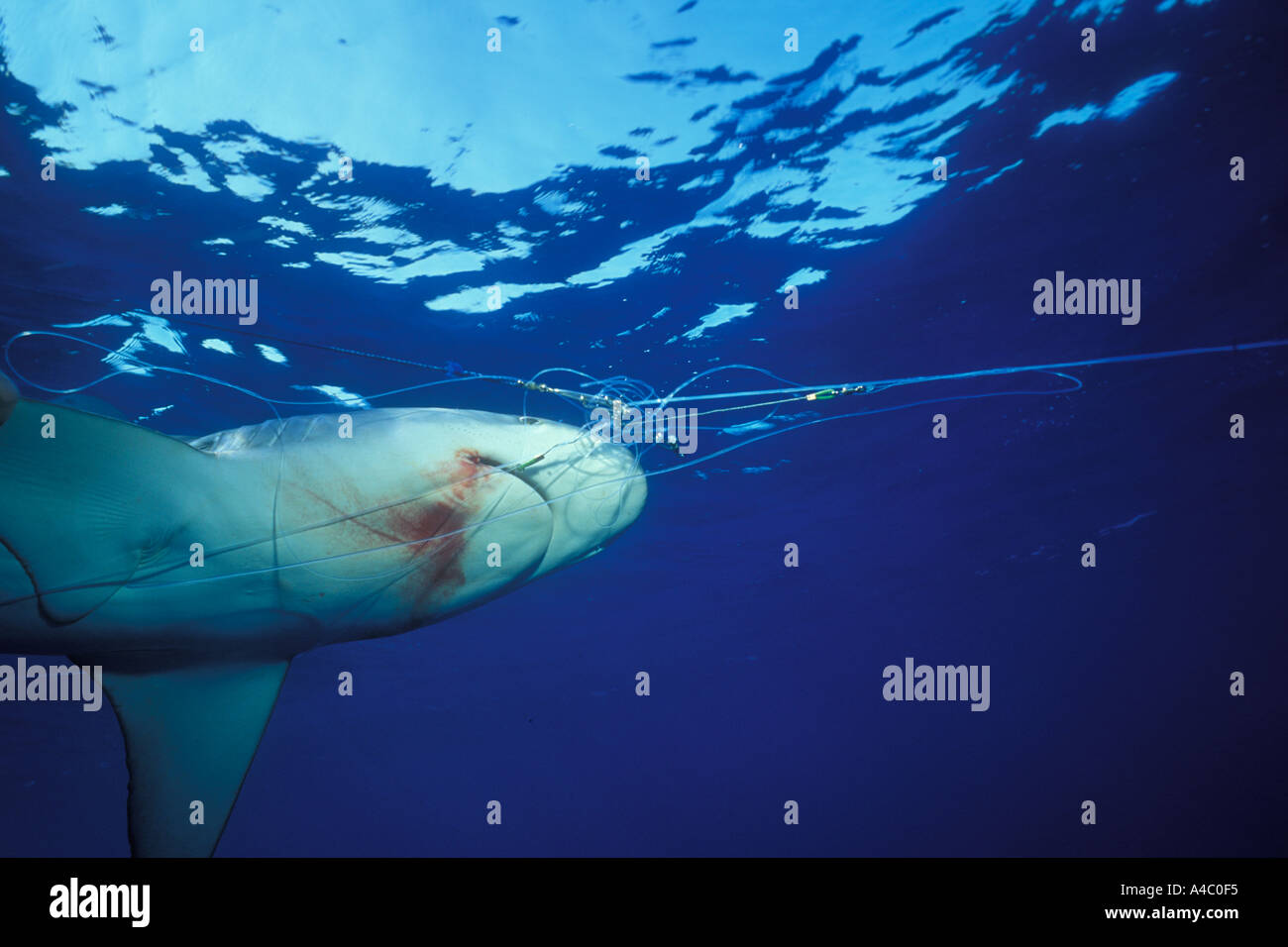 Longlining hi-res stock photography and images - Alamy
