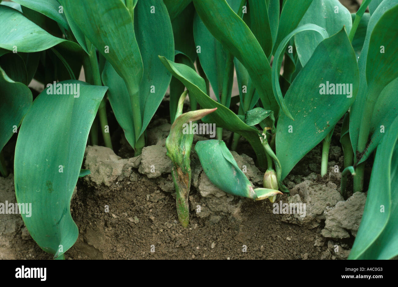 Tulip fire hi-res stock photography and images - Alamy