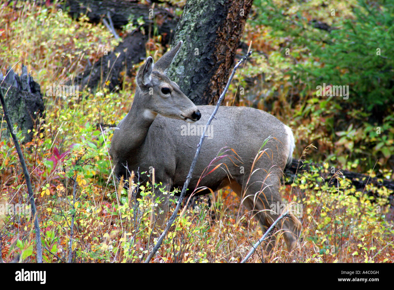 mule deer, yellowstone national park, wyoming Stock Photo - Alamy
