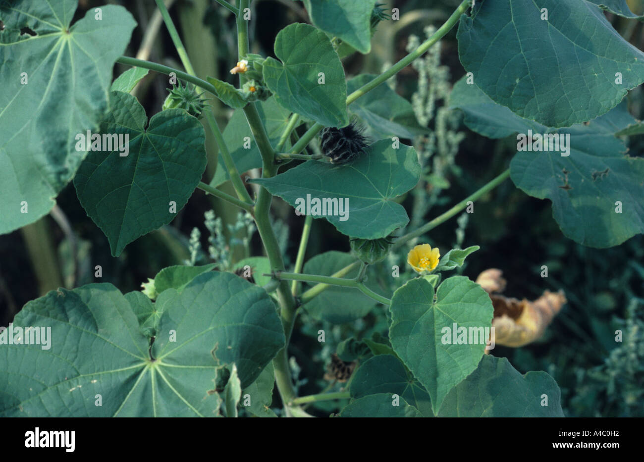 Velvet weed hi-res stock photography and images - Alamy