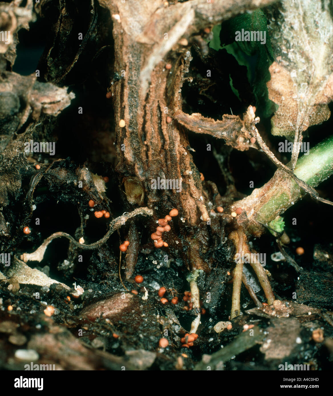 Athelia hi-res stock photography and images - Alamy