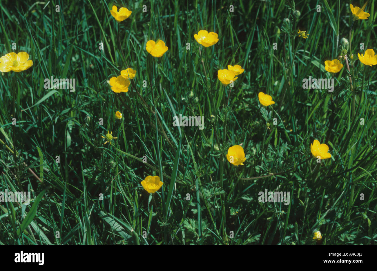 Ranunculus acris weed hi-res stock photography and images - Alamy
