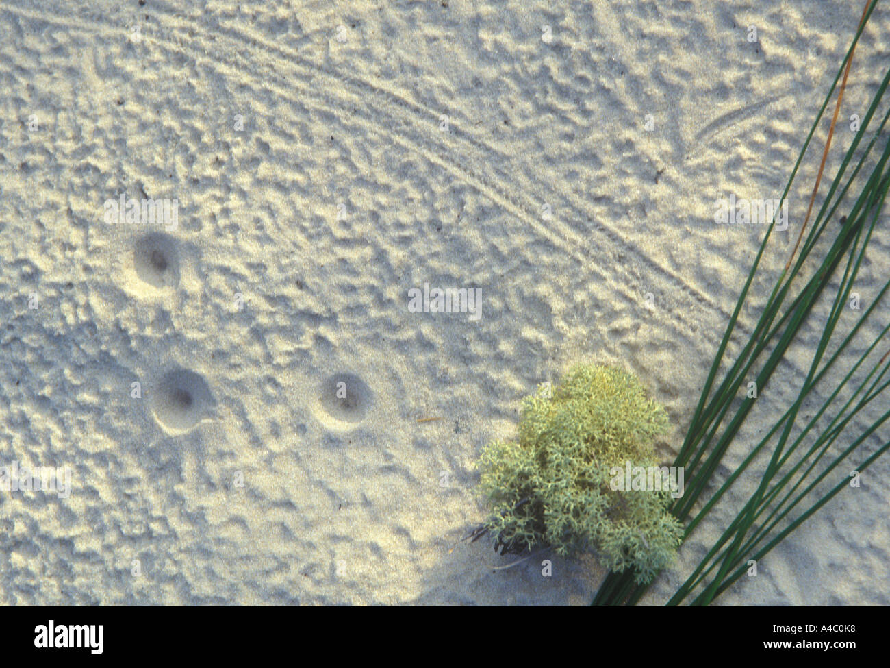 Patterns In Beach Sand Made By Rain Drops, Clearwater Florida USA Stock ...