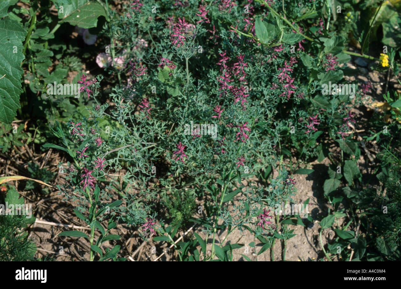Fumitory Fumaria officinalis in Flower Stock Photo - Alamy