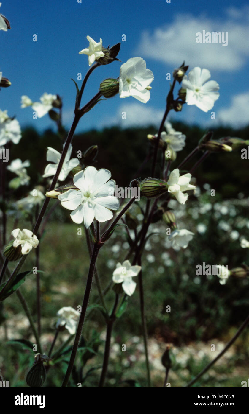 White Campion Silene alba in Flower Stock Photo - Alamy