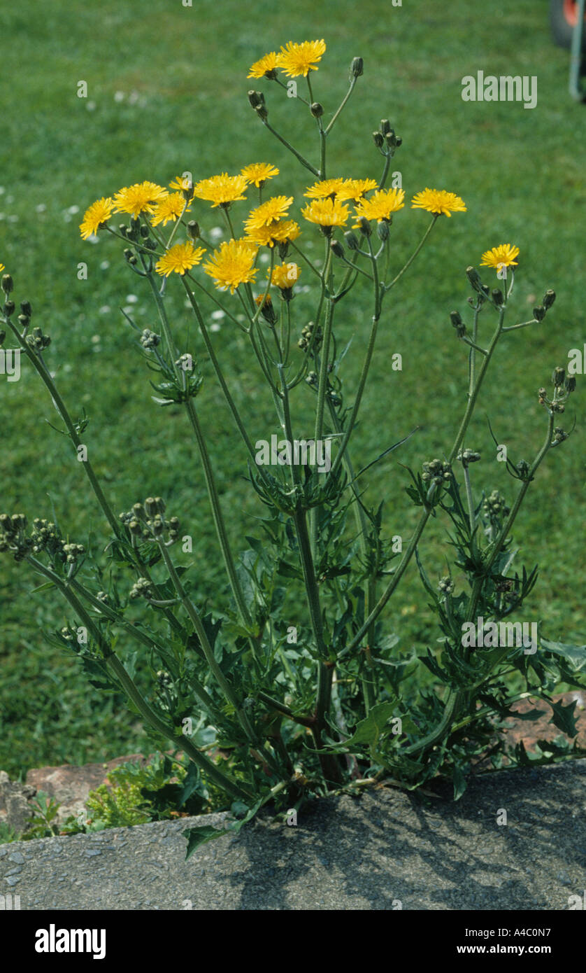 Smooth Hawksbeard Crepis capillaris flowering plant Stock Photo - Alamy