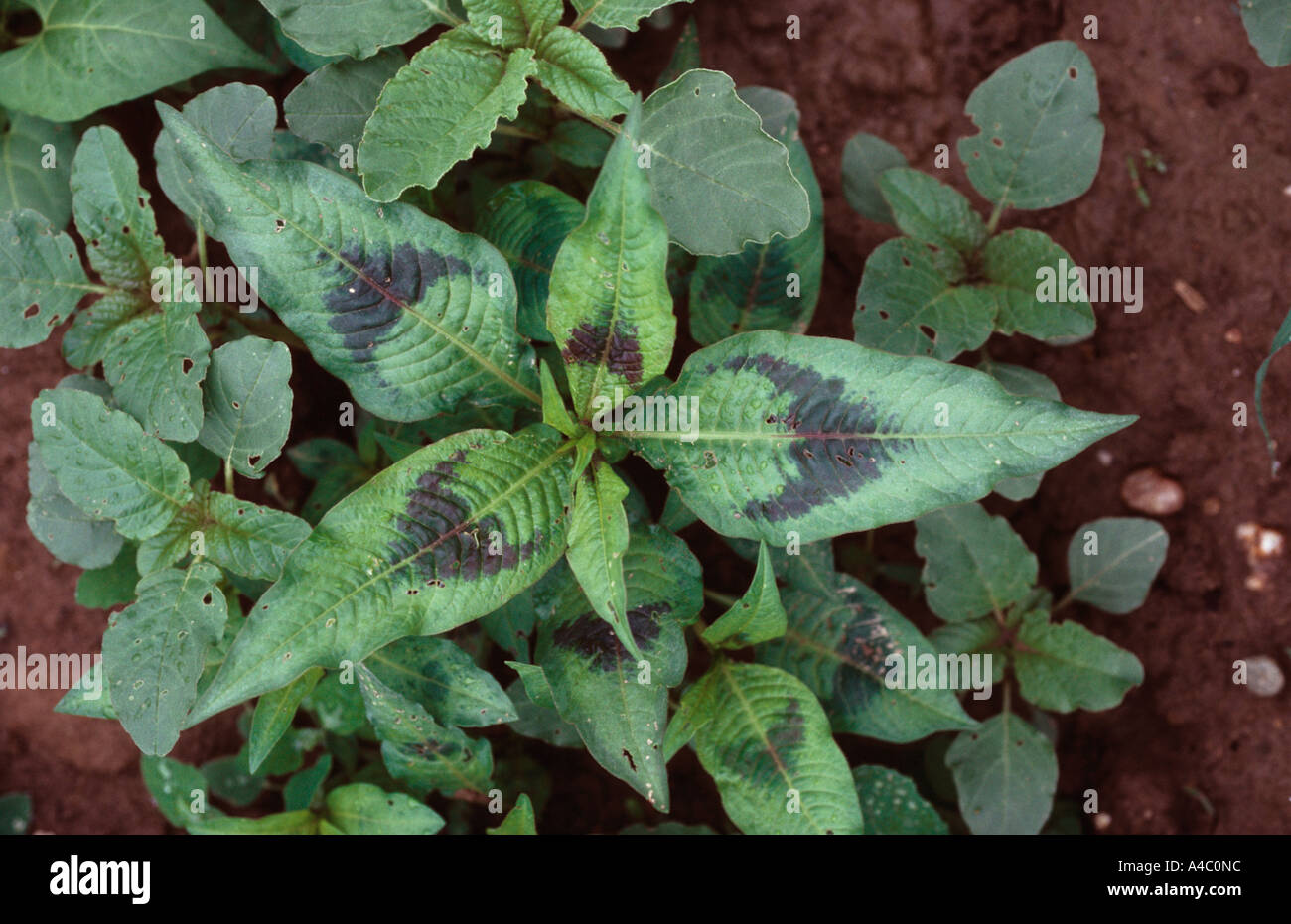 Immature Persicary Polygonum spp with clearly defined dark markings on ...