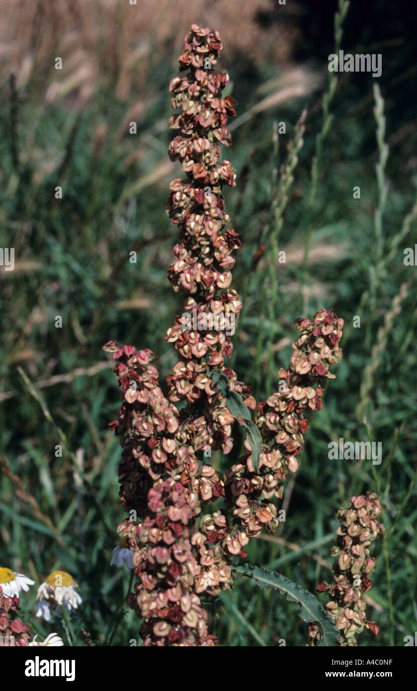 Dock Rumex spp in Flower Stock Photo - Alamy