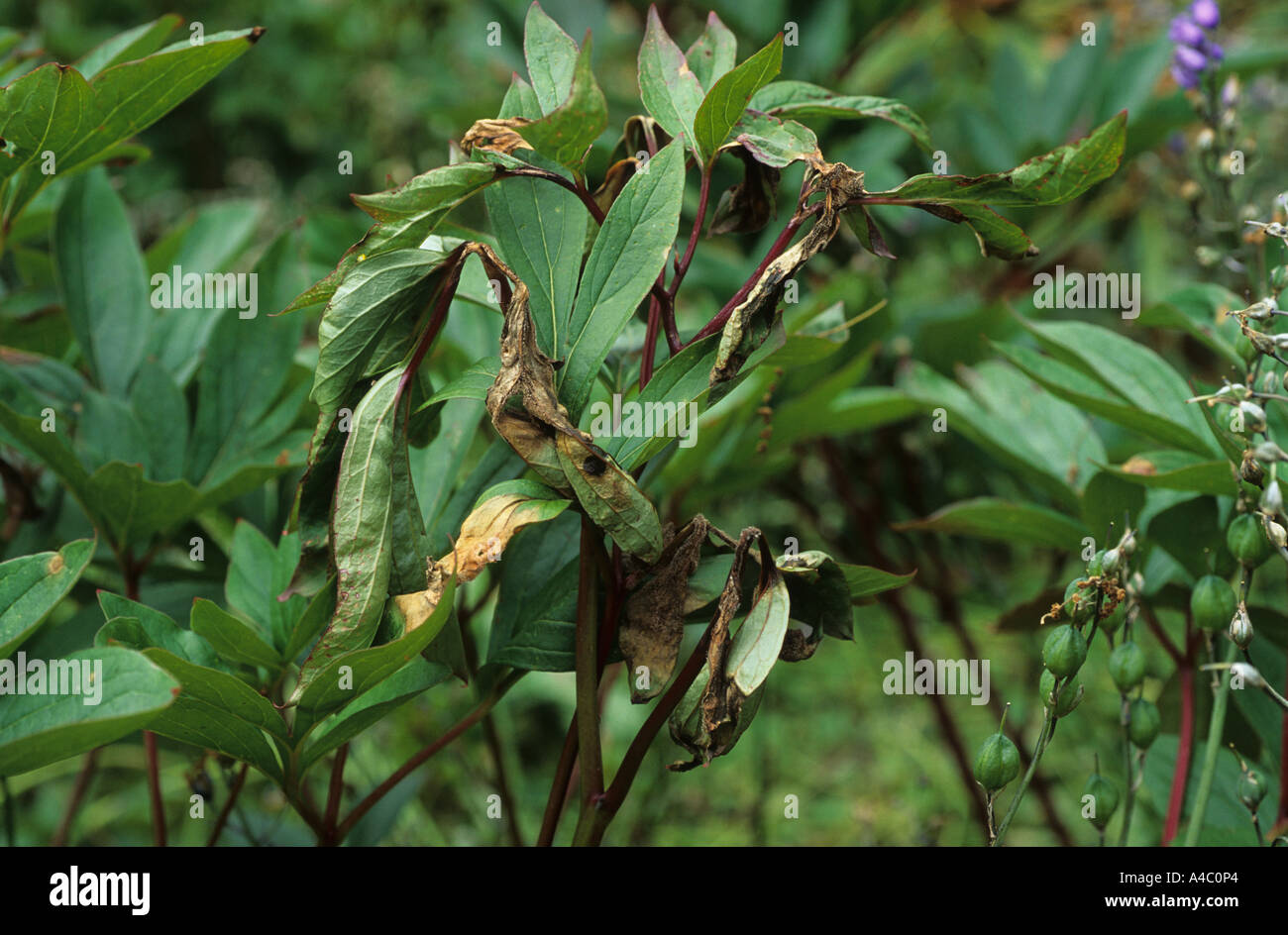 Peony Mould Botrytis paeoniae on Peony Paeonia spp foliage Stock Photo ...