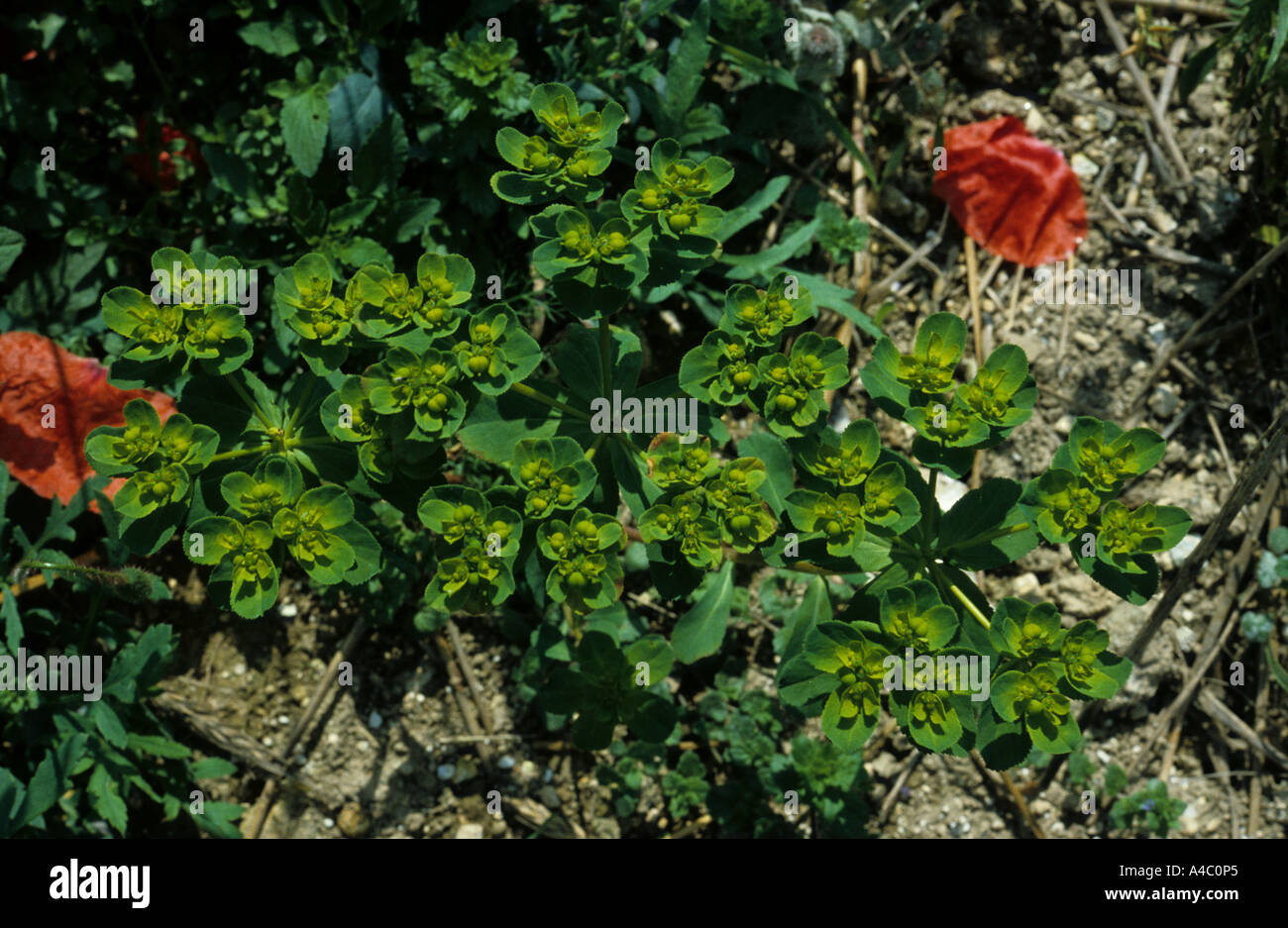 Sun spurge euphorbia helioscopia hi-res stock photography and images ...
