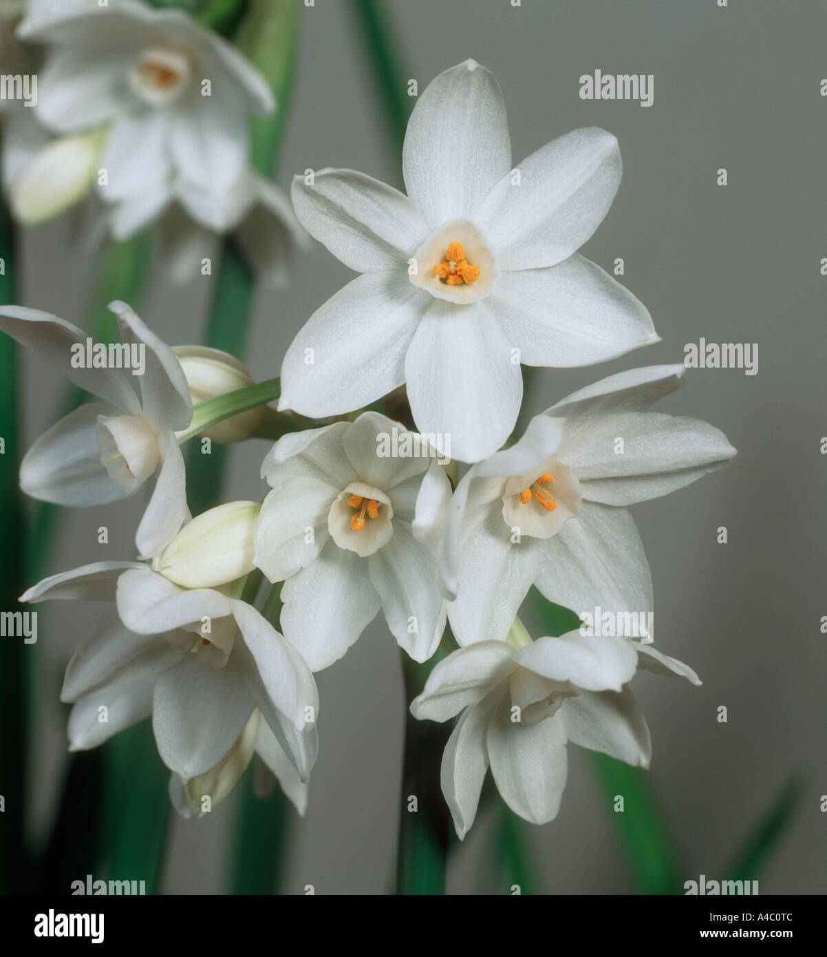 Paper narcissus hi-res stock photography and images - Alamy