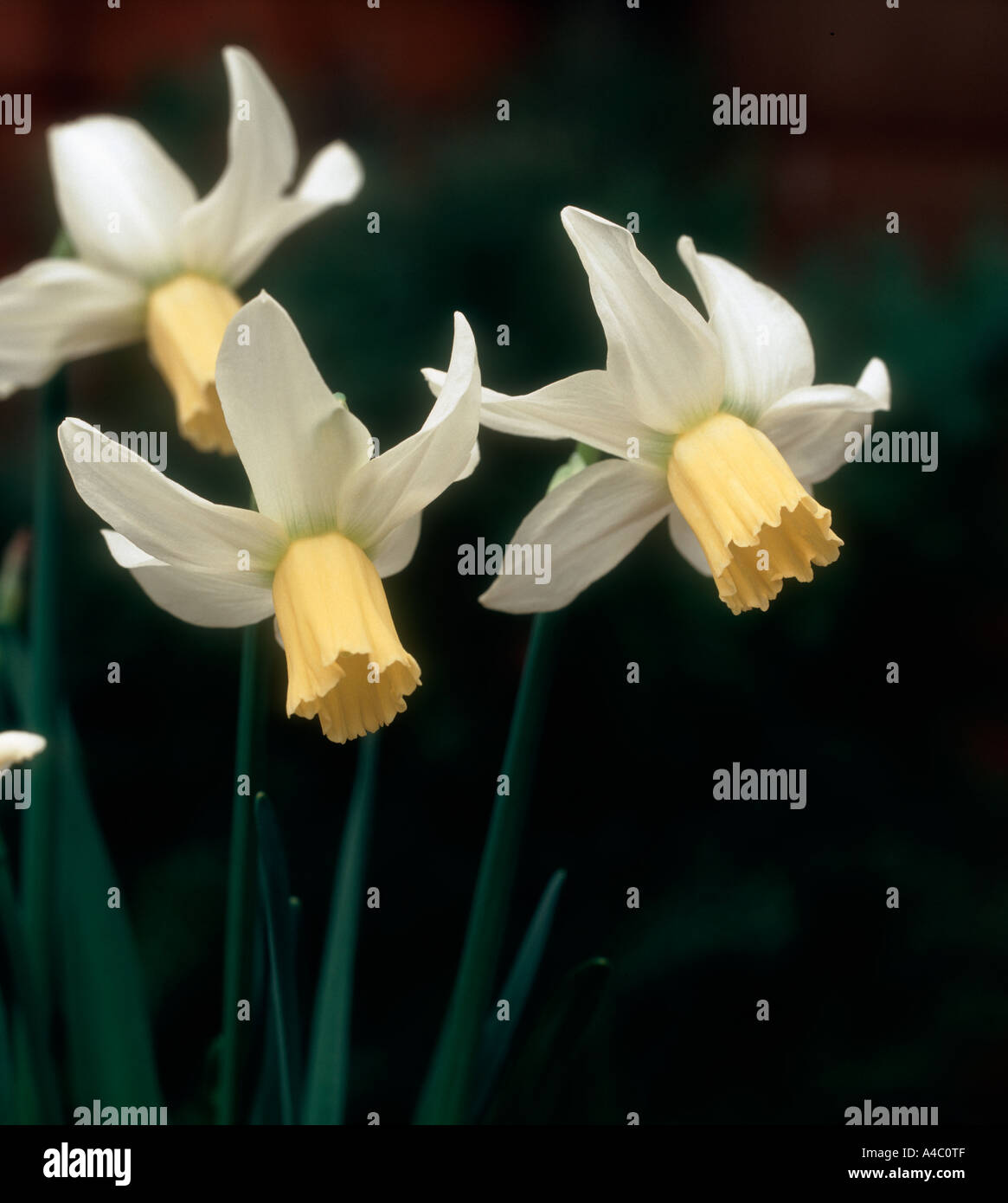 Daffodil narcissus jenny flowers hi-res stock photography and images ...