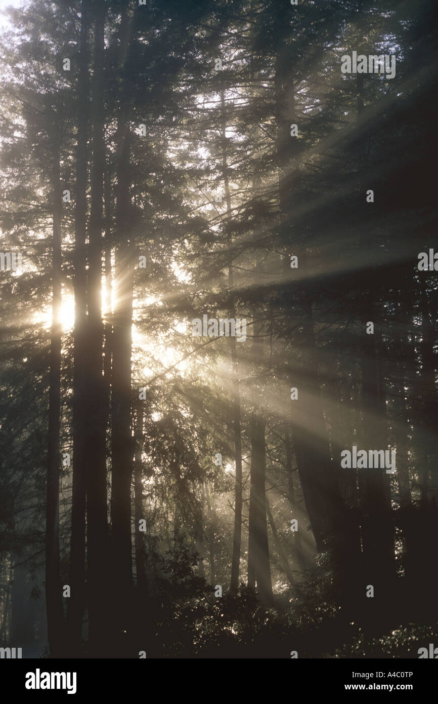 Sunbeams through redwood trees Stock Photo - Alamy